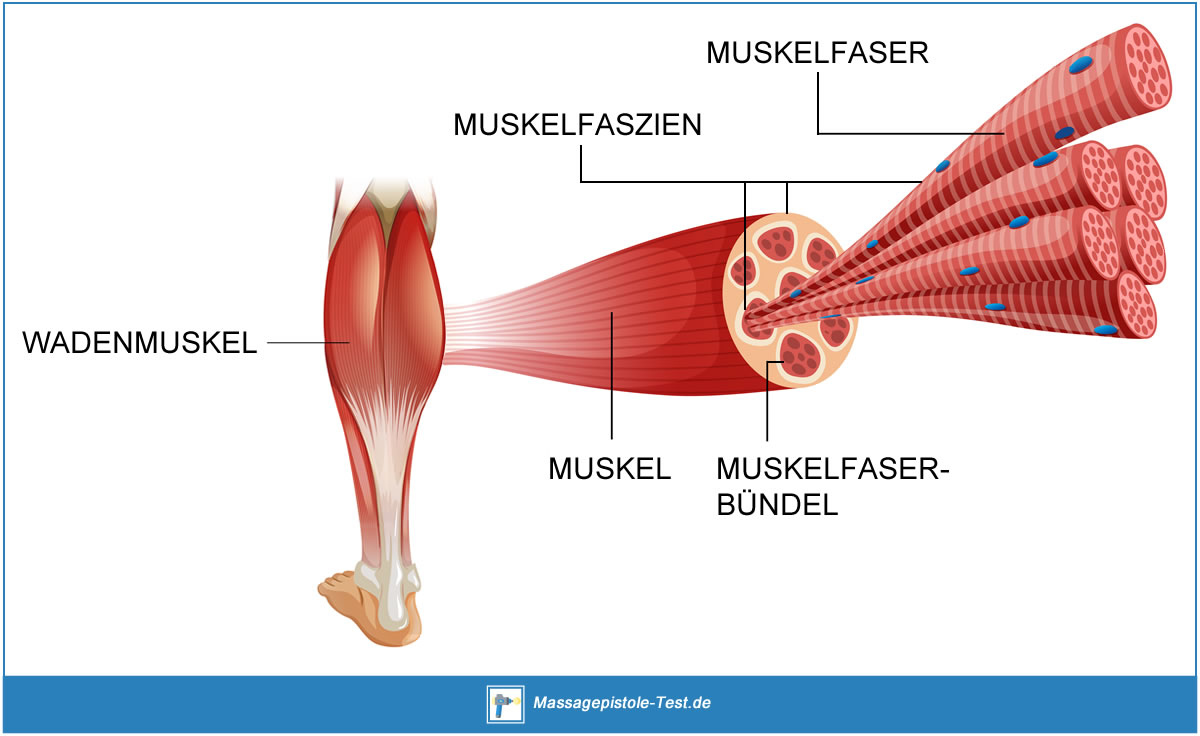 Wie behandele ich verhärtete Waden mit einer Massagepistole?